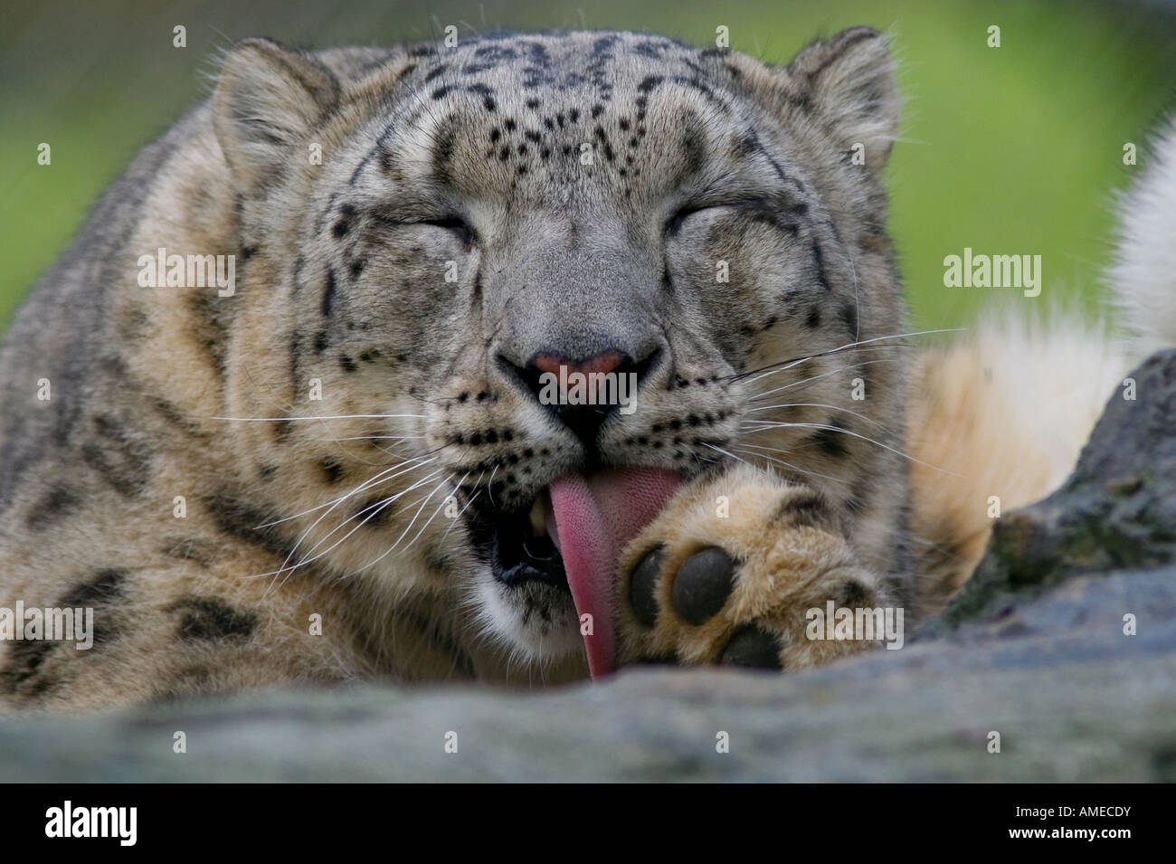 Snow leopard licking and cleaning hi-res stock photography and images ...