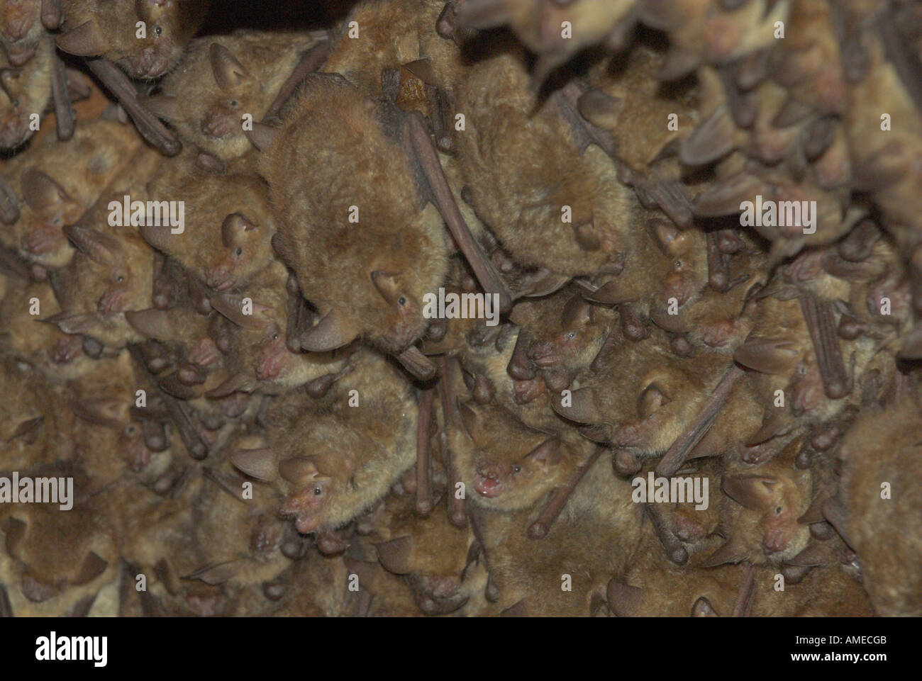 Geoffroy`s bat (Myotis emarginatus), a group of animals at their ...