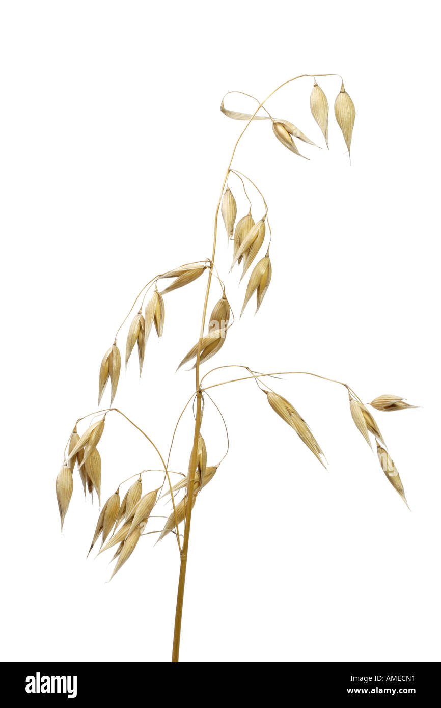 Diet Of Grasses And Seeds High Resolution Stock Photography and Images ...