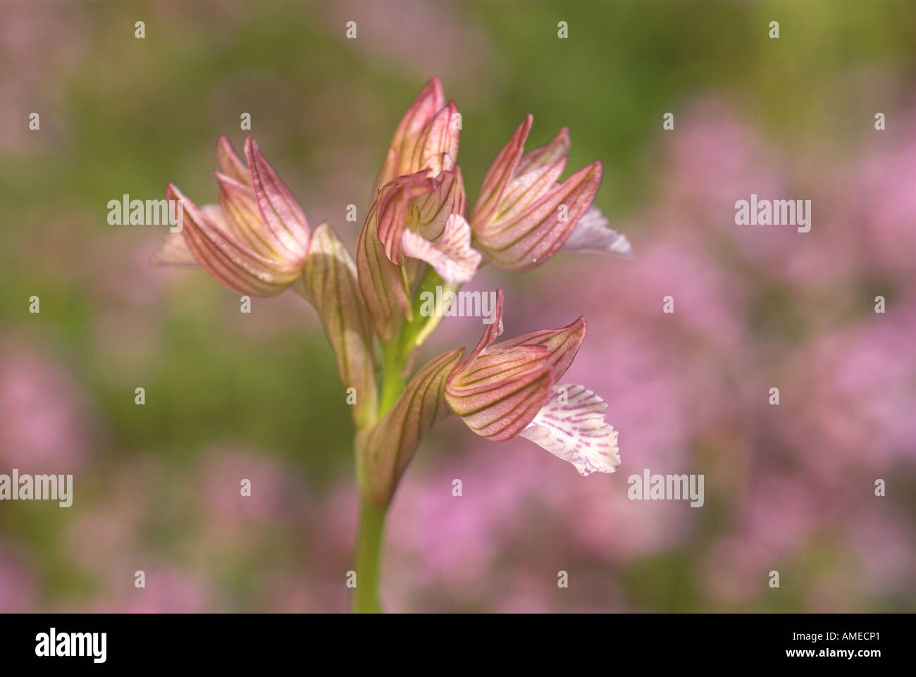 butterfly orchis (Orchis papilionacea), inflorescence, Bulgaria, Ost ...
