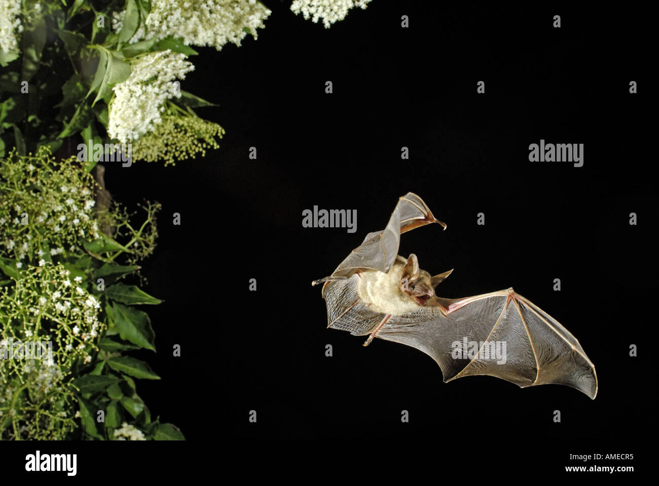 greater mouse-eared bat (Myotis myotis), flying single animal at night ...