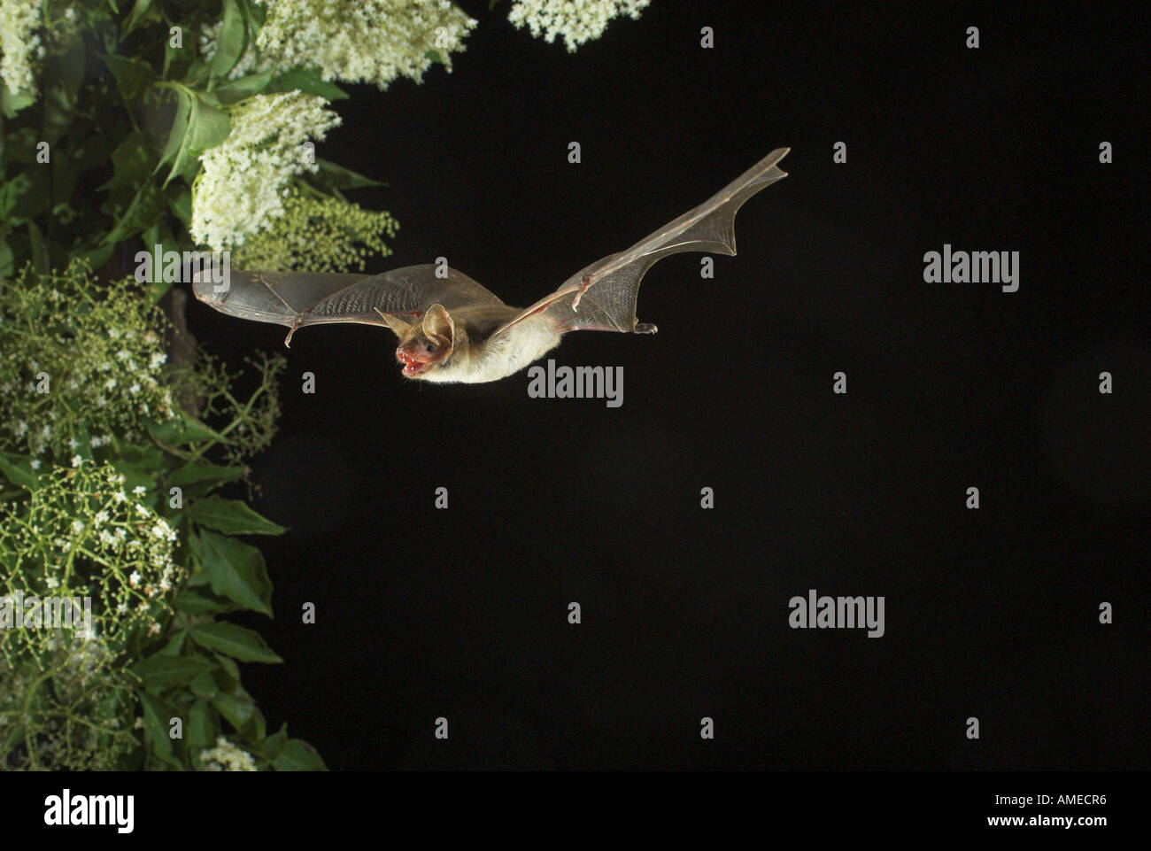 greater mouse-eared bat (Myotis myotis), flying single animal at night ...