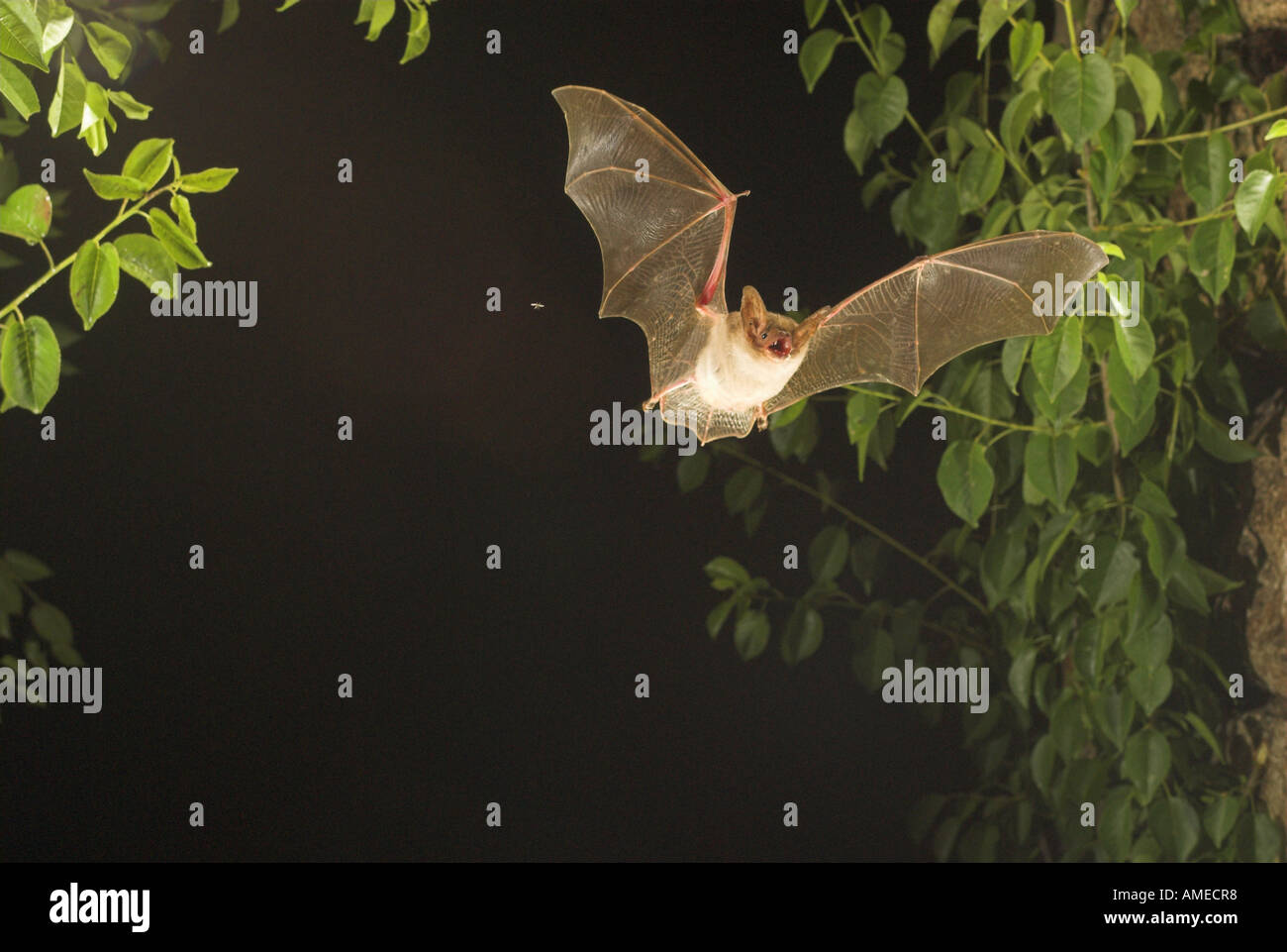 greater mouse-eared bat (Myotis myotis), flying single animal at night ...
