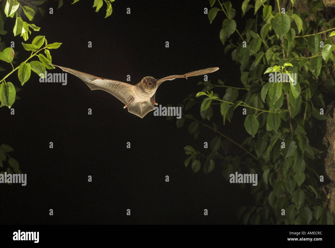 Schreiber's bat (Miniopterus schreibersi), flying single animal at ...