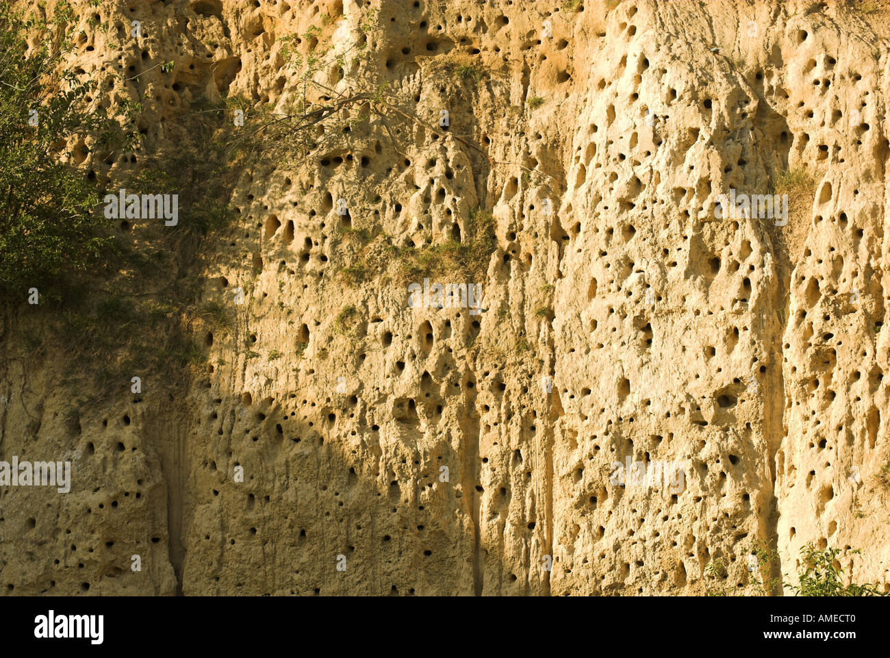 bee-eaters (Merops apiaster), nesting colonie in a steep slope ...