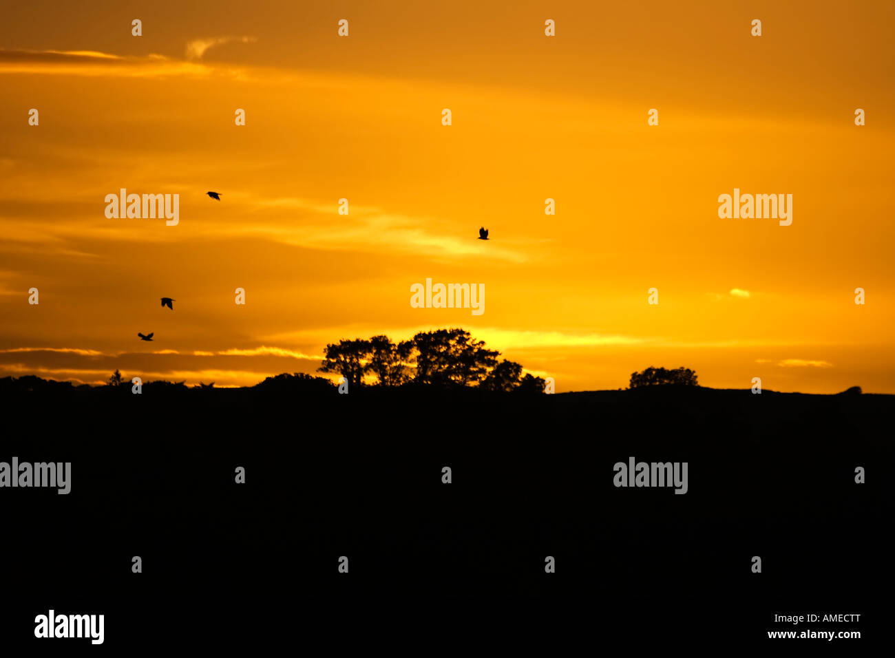 Birds flying across golden hi-res stock photography and images - Alamy