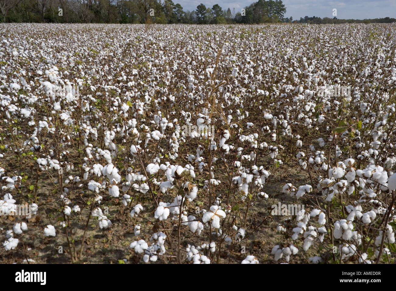Boll weevil cotton hi-res stock photography and images - Alamy