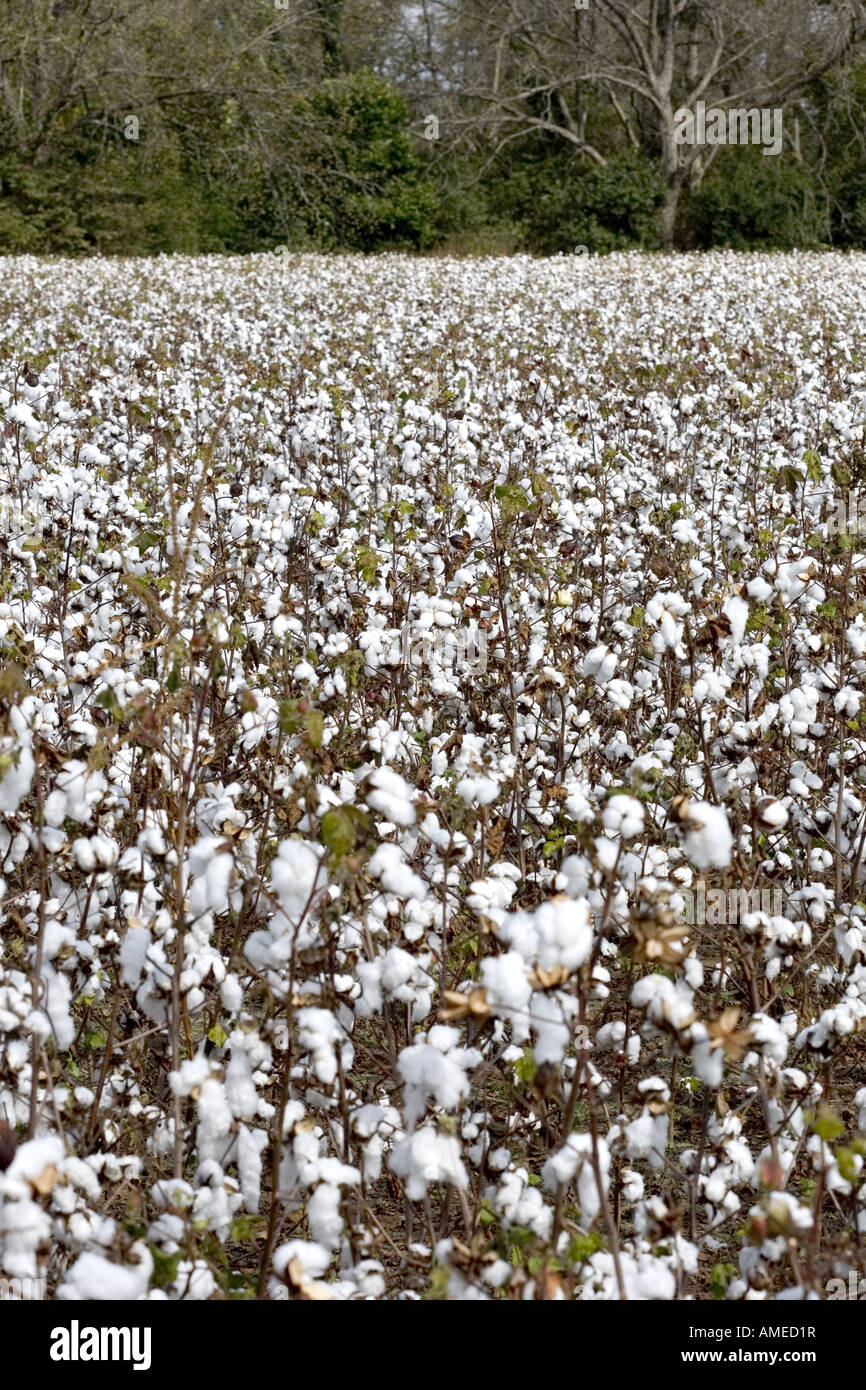 Boll weevil cotton hi-res stock photography and images - Alamy