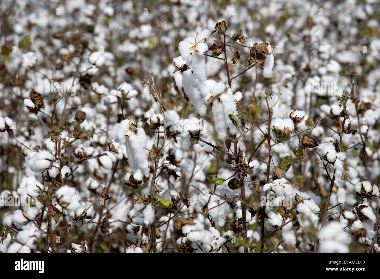 Boll weevil cotton hi-res stock photography and images - Alamy