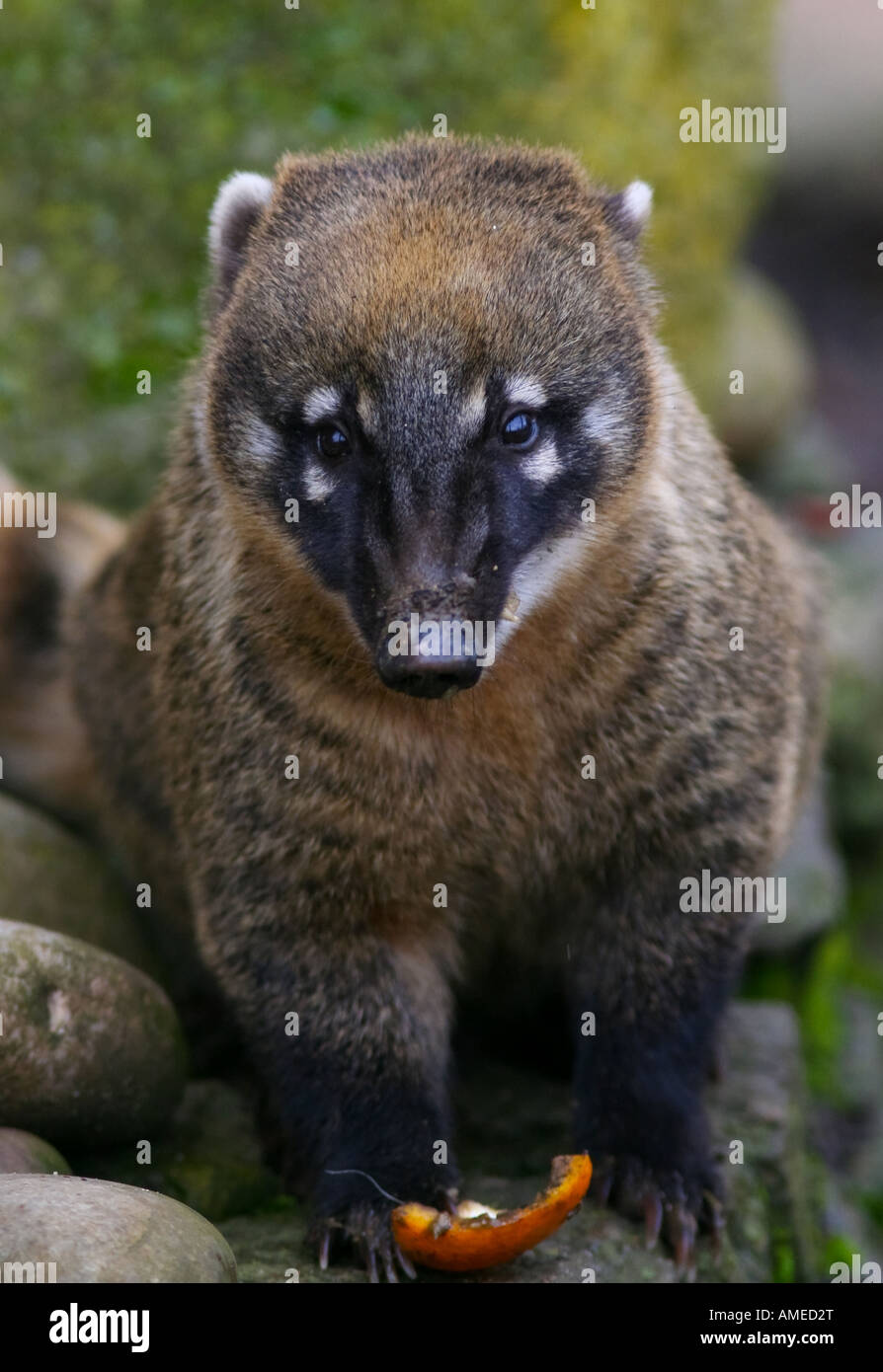 Coati coatimundi nasua nasua hi-res stock photography and images - Alamy