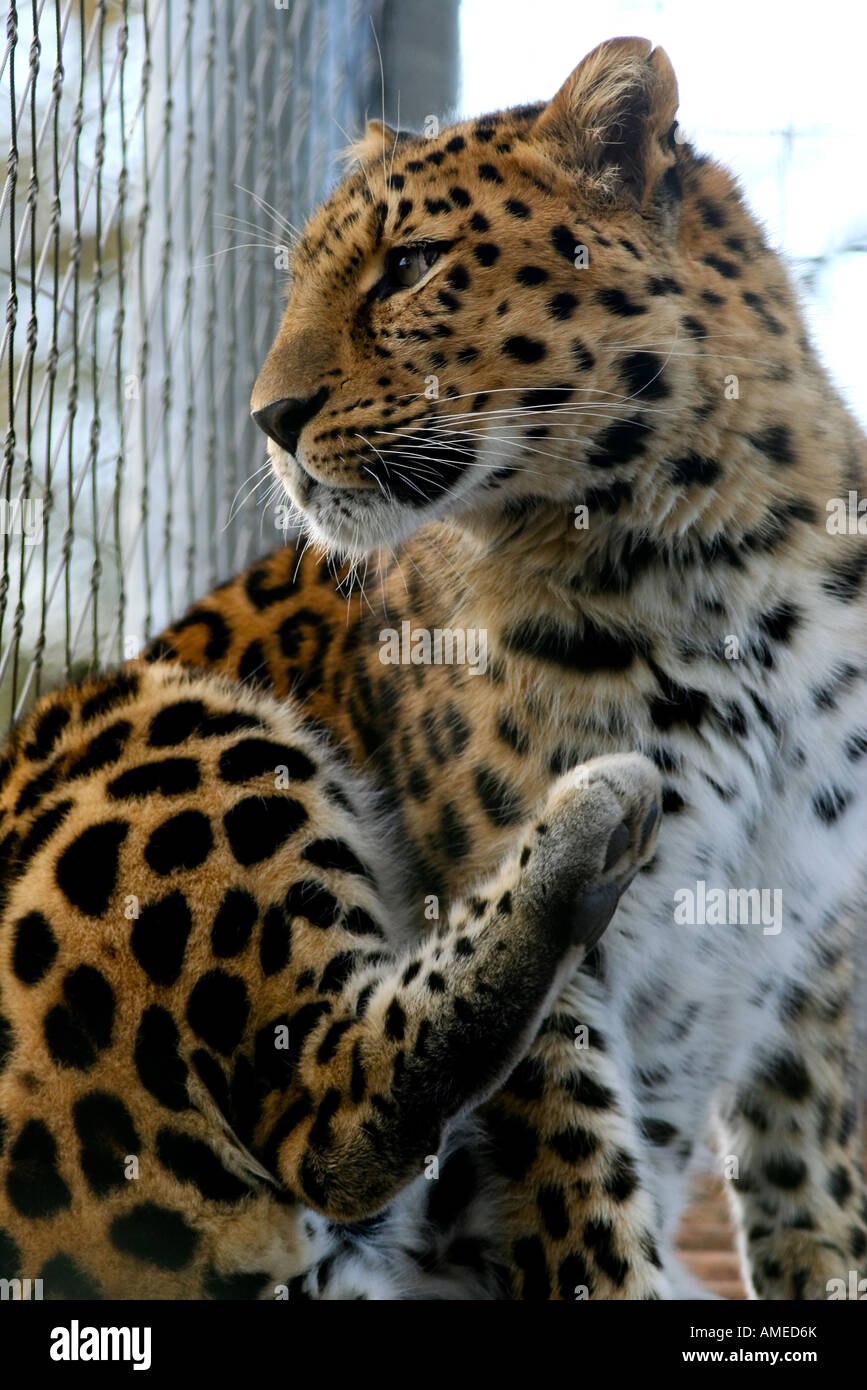 Leopard panthera pardus amurensis hi-res stock photography and images ...