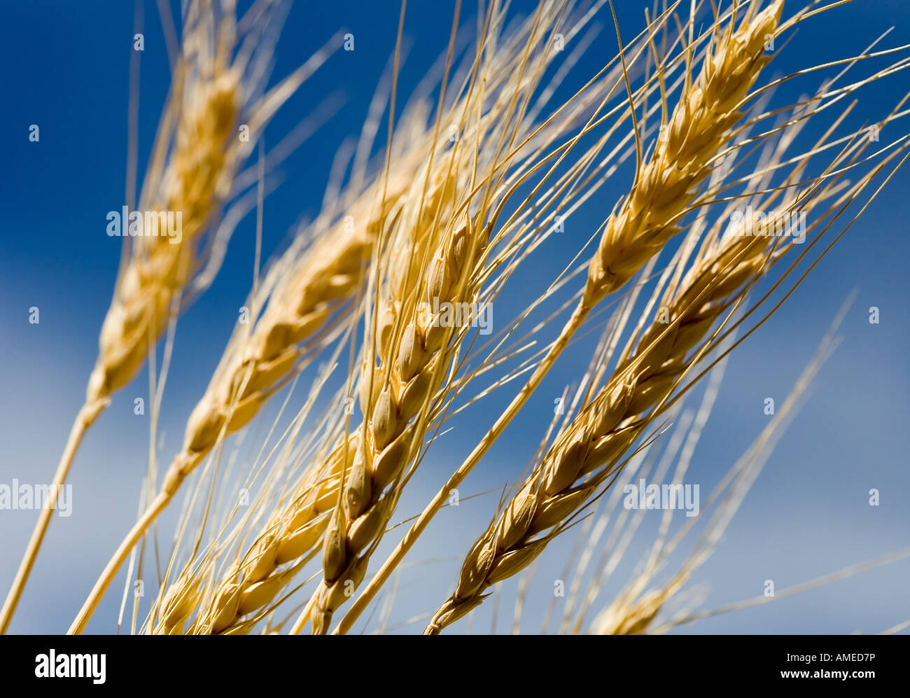 Golden wheat stalks hi-res stock photography and images - Alamy