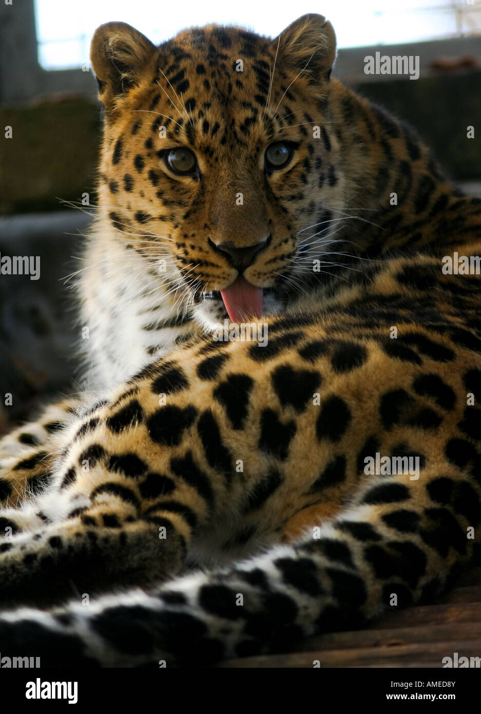 Leopard panthera pardus amurensis hi-res stock photography and images ...
