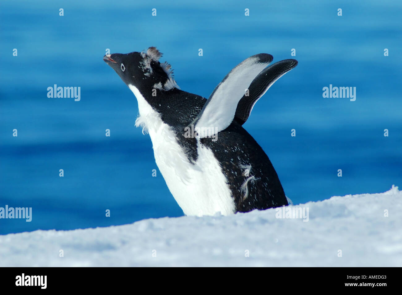 Postcard punk hi-res stock photography and images - Alamy