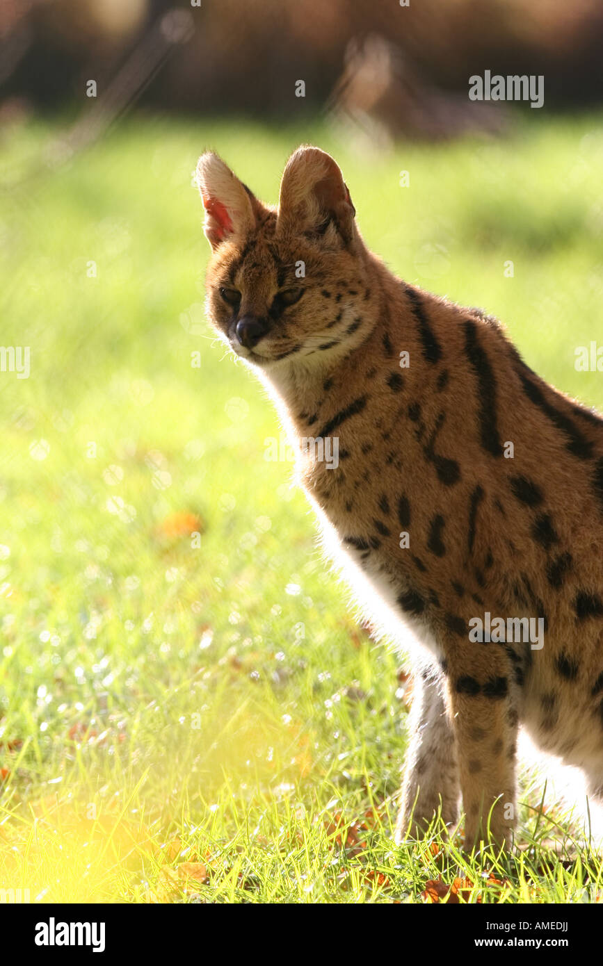 Serval animal carnivore hi-res stock photography and images - Alamy