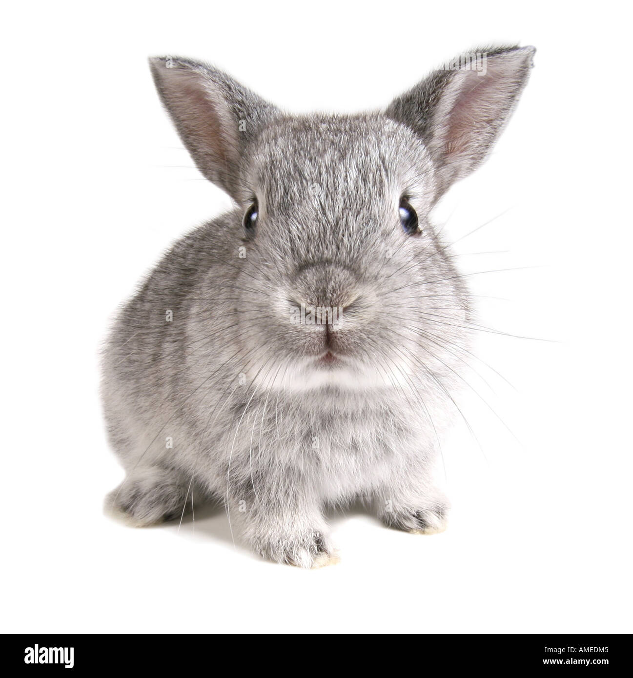 domestic rabbit (Oryctolagus cuniculus f. domestica), Germany Stock ...