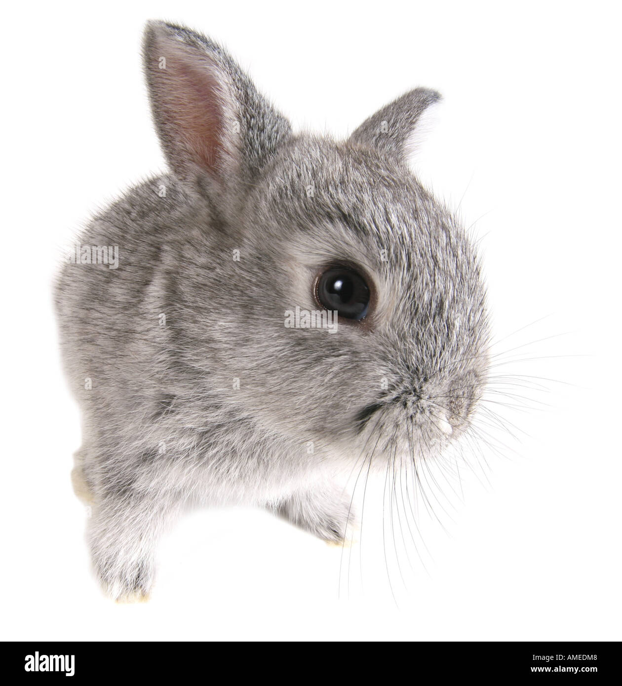 domestic rabbit (Oryctolagus cuniculus f. domestica), Germany Stock ...