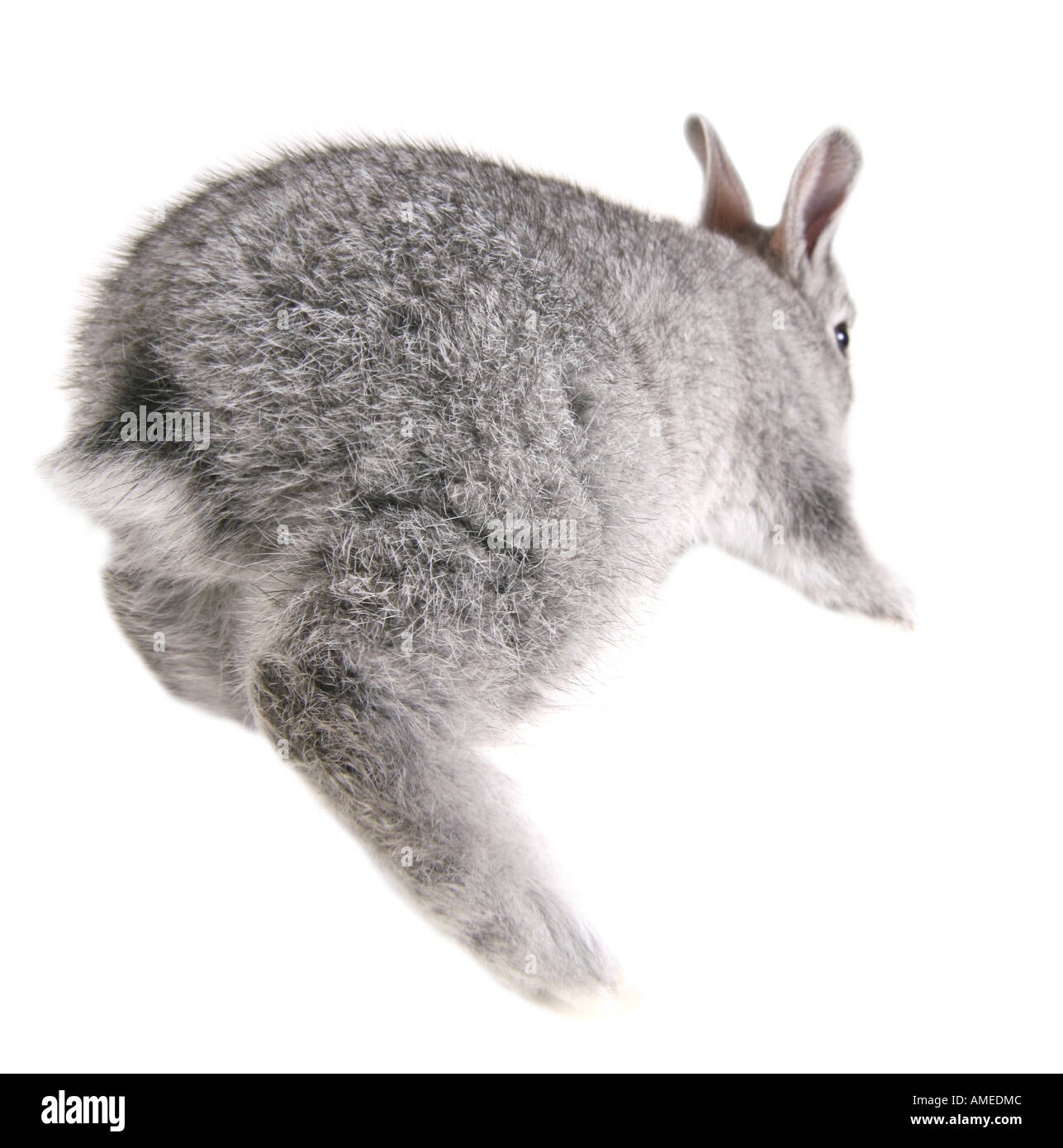 Baby rabbit fleeing hi-res stock photography and images - Alamy