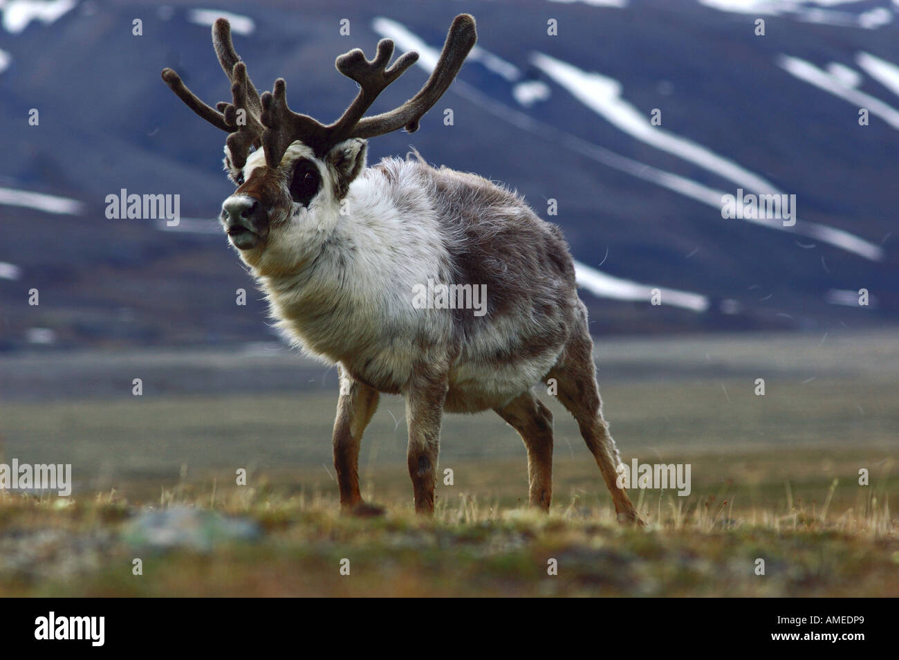 svalbard reindeer (Rangifer tarandus platyrhynchus), portrait of a ...