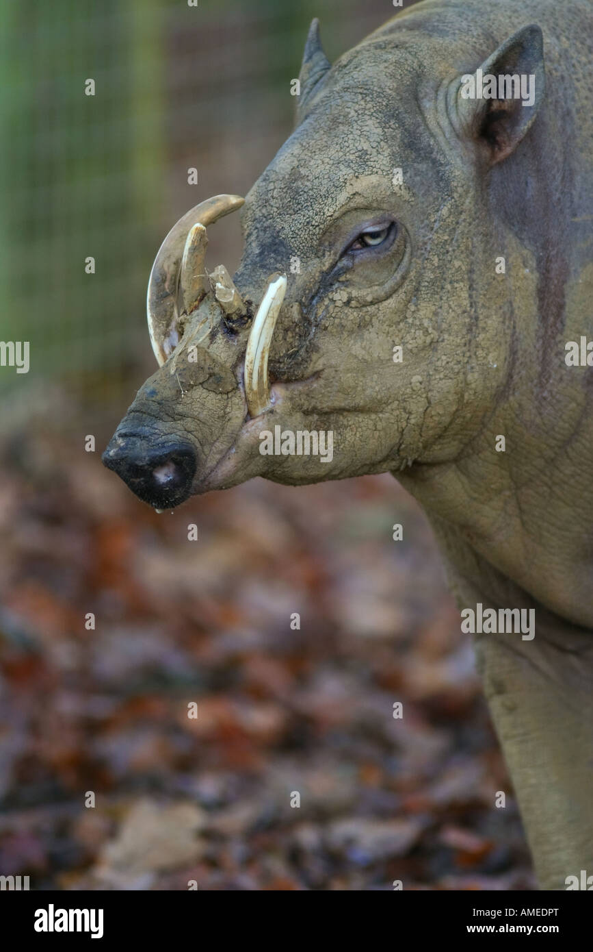 Babirusa babyrousa babyrussa hi-res stock photography and images - Alamy