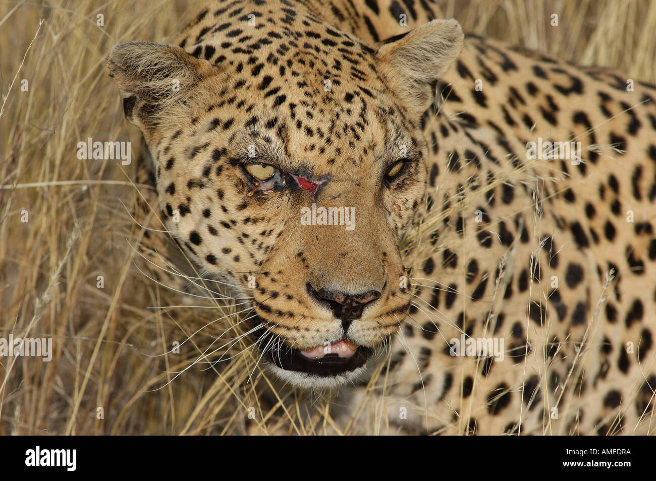 leopard (Panthera pardus), portrait of a single animal, hurted at the ...