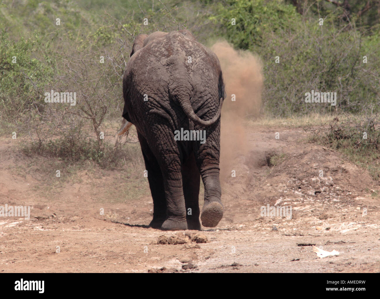 Elephant sand dust hi-res stock photography and images - Alamy