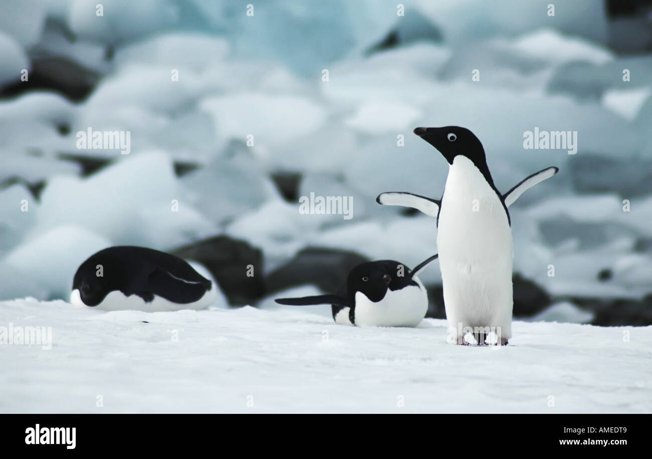Adelaide penguin hi-res stock photography and images - Alamy