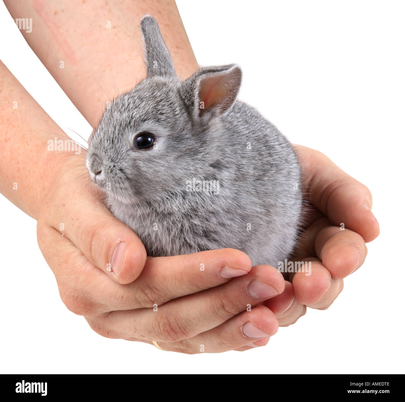 Hands holding pet security hi-res stock photography and images - Alamy