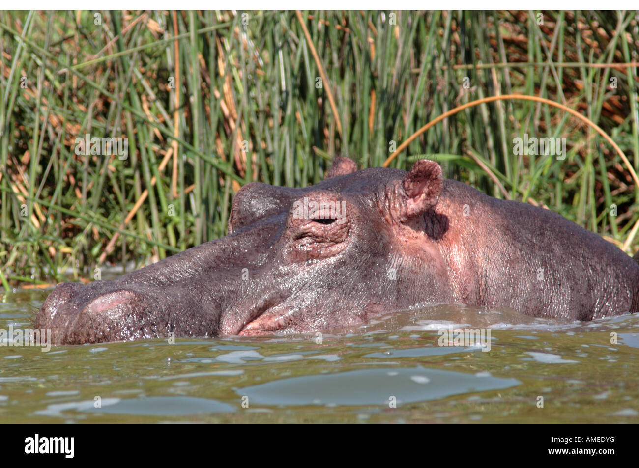 Hippo head, Hippopotamus amphibius Stock Photo - Alamy