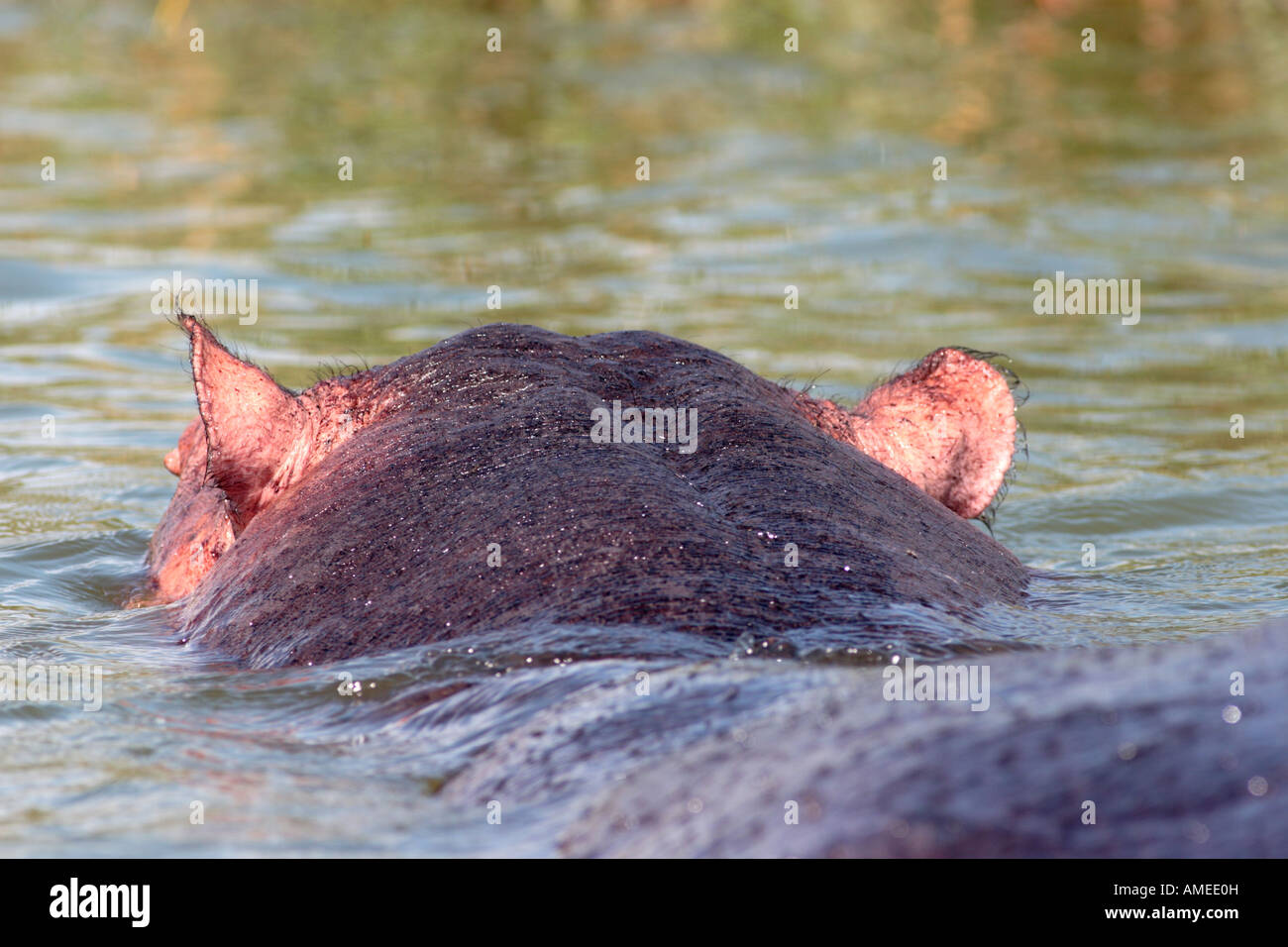 hippo ears, Hippopotamus amphibius Stock Photo - Alamy