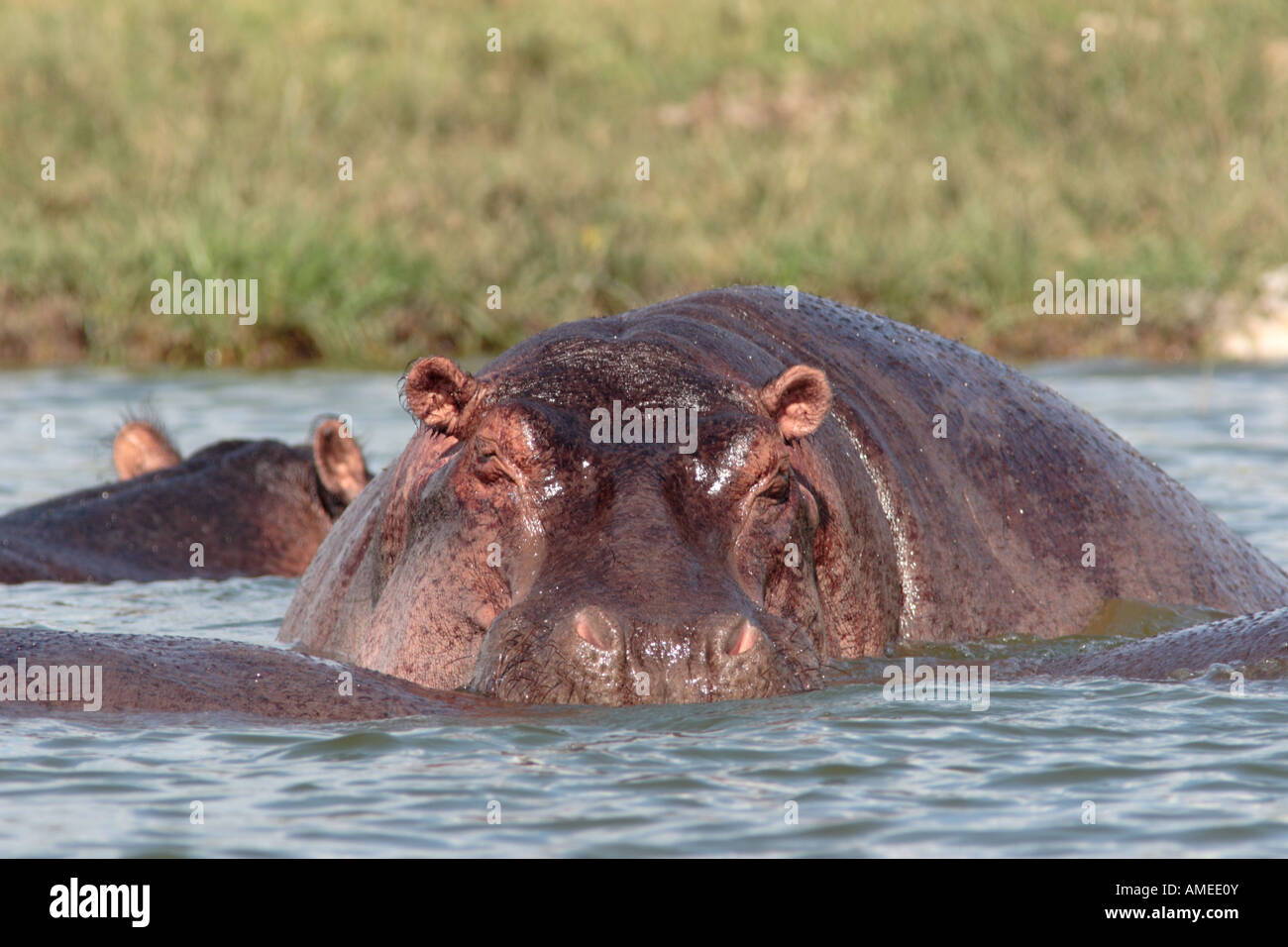 Hippo defecating hi-res stock photography and images - Alamy