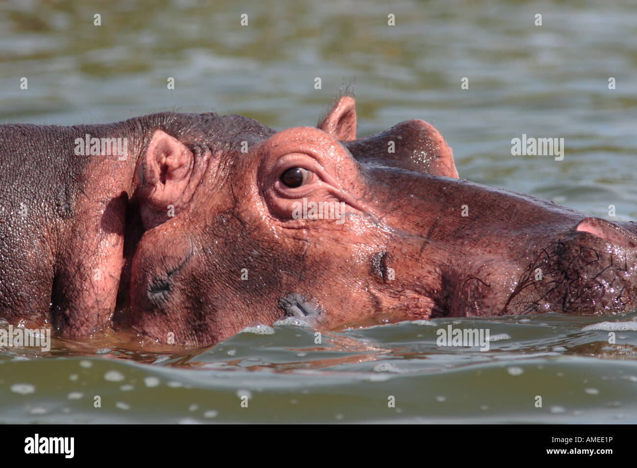 hippo stare, Hippopotamus amphibius Stock Photo - Alamy