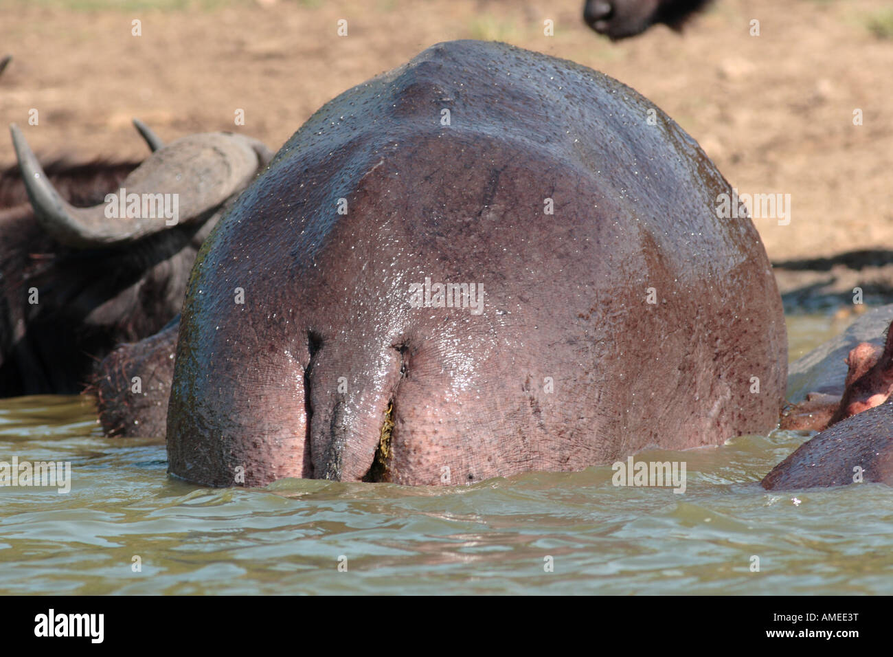 Hippo rear, Hippopotamus amphibius Stock Photo - Alamy