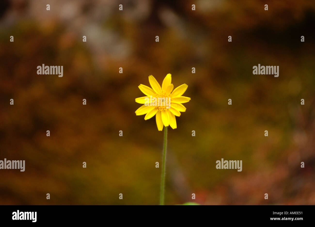 Daisy keith hi-res stock photography and images - Alamy