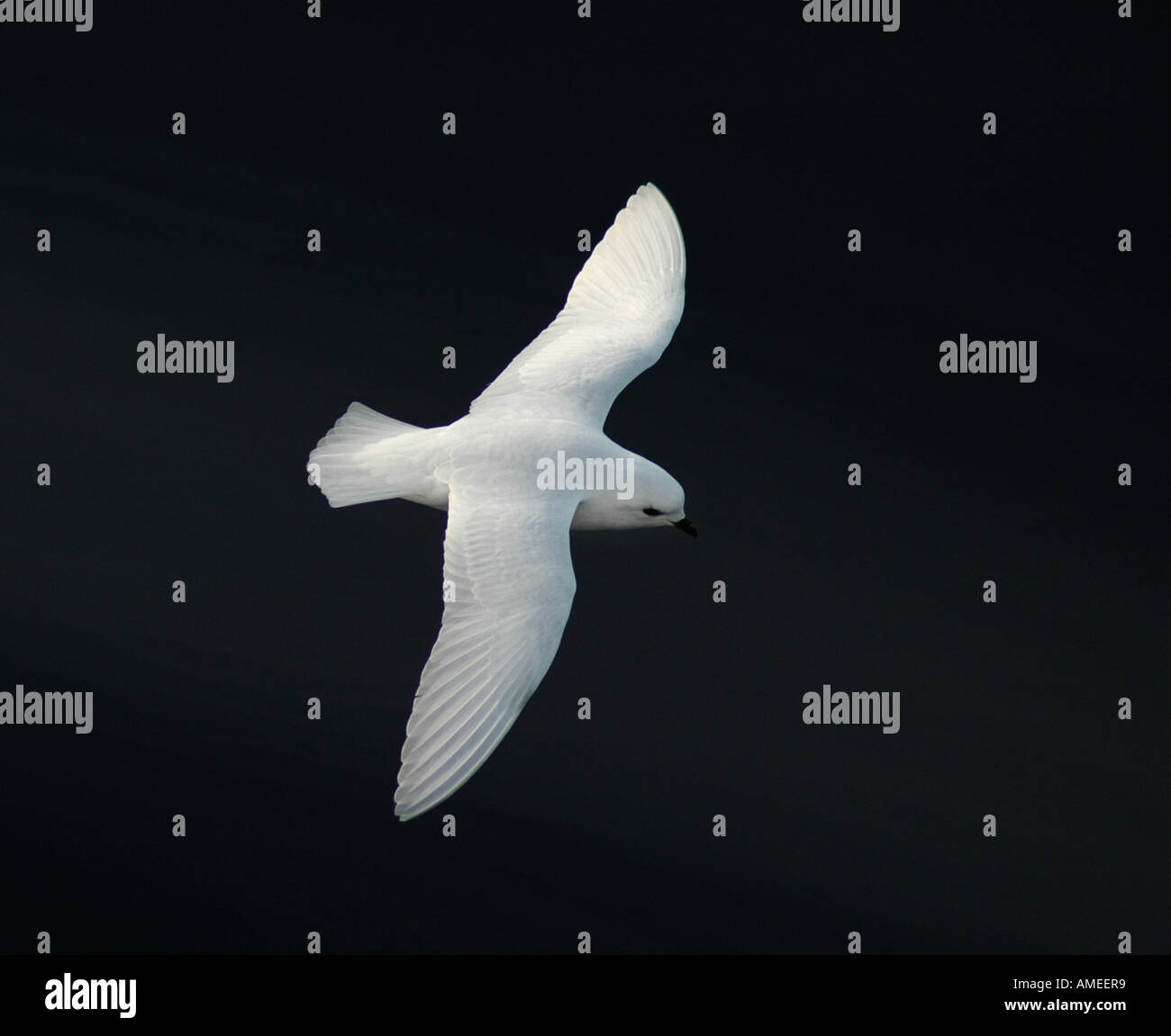 snow petrel (Pagodroma nivea), single animal, flying, Antarctica Stock ...