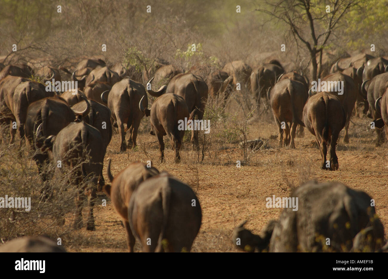 Derrieres hi-res stock photography and images - Alamy