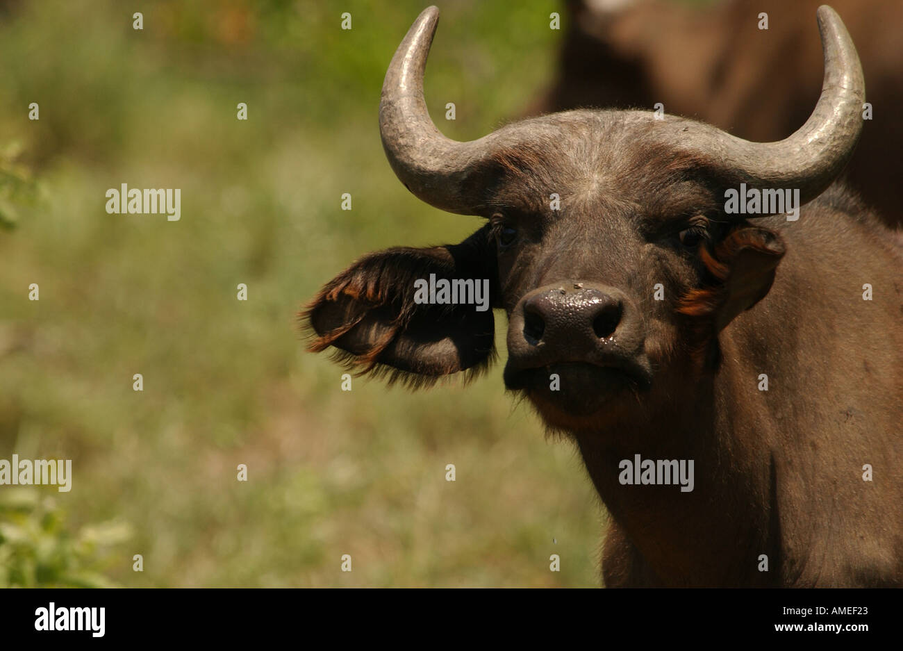 Buffalos nose hi-res stock photography and images - Alamy