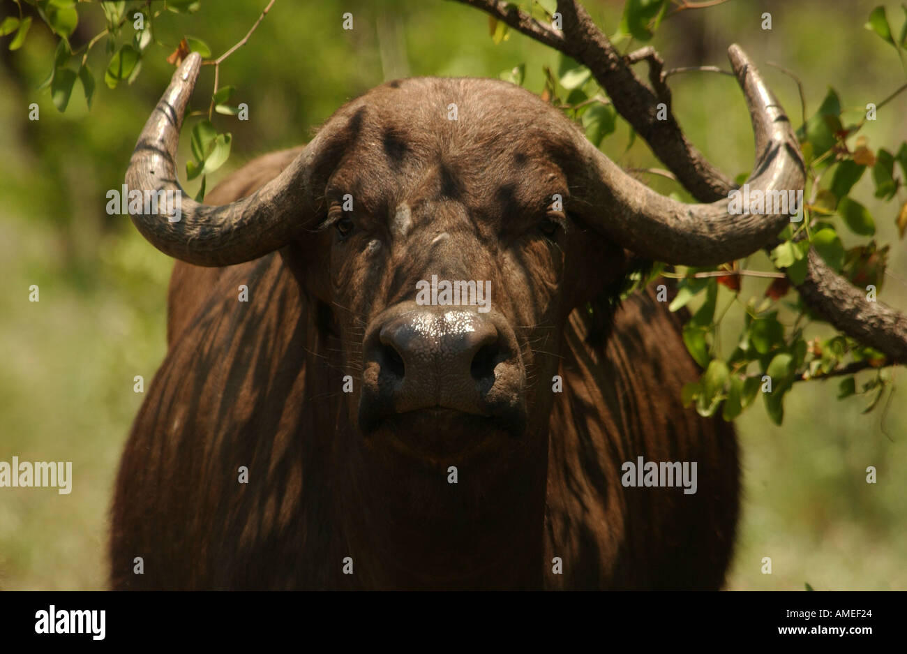 Buffalos nose hi-res stock photography and images - Alamy