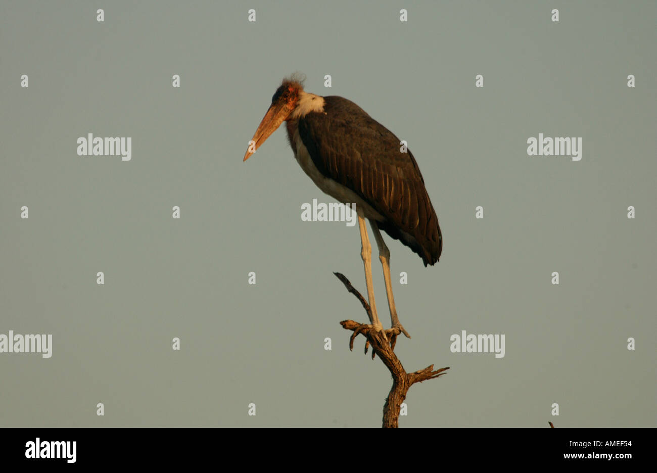 Birds bills long billed birds hi-res stock photography and images - Alamy