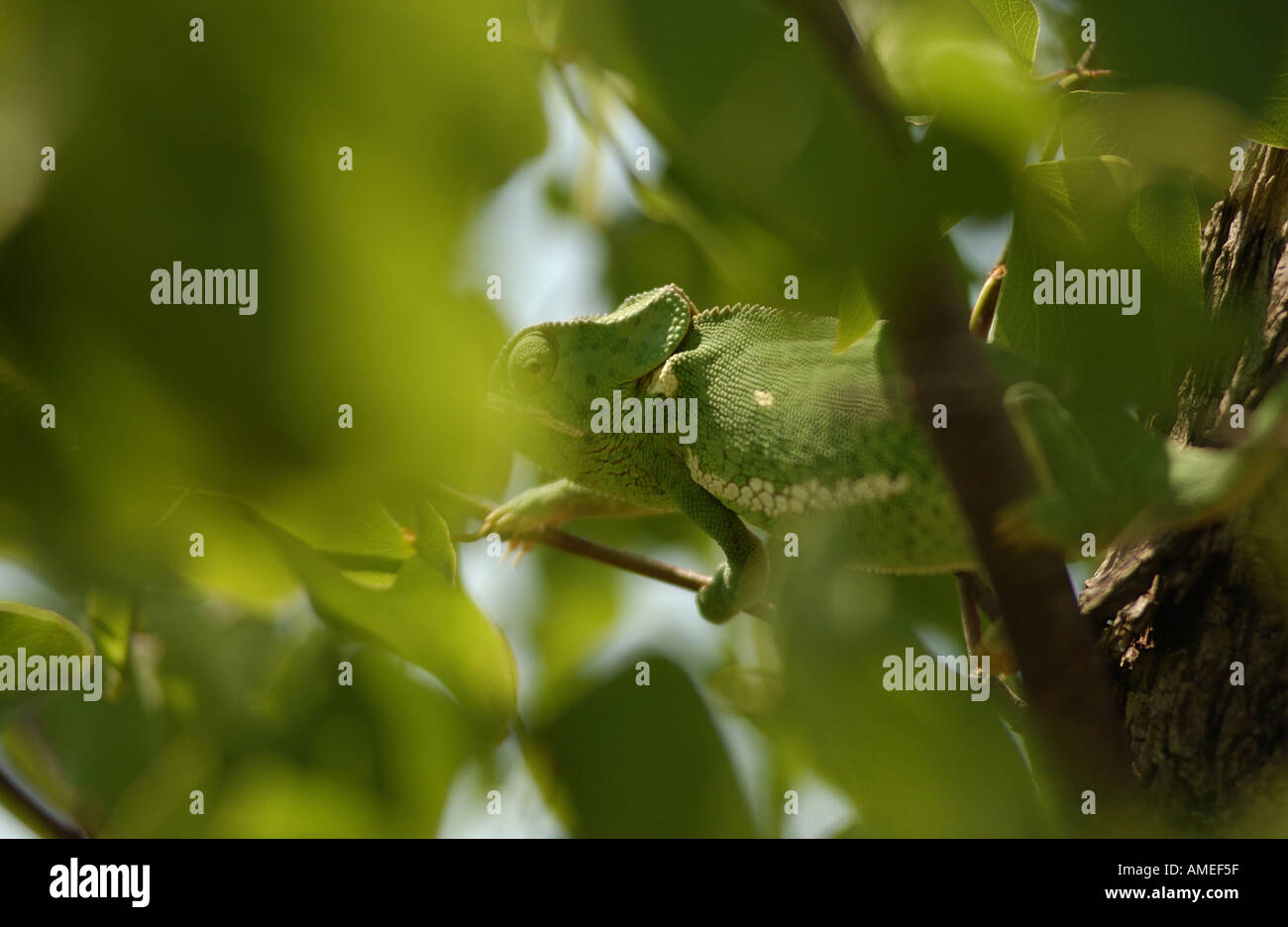 Flap necked chameleons hi-res stock photography and images - Alamy