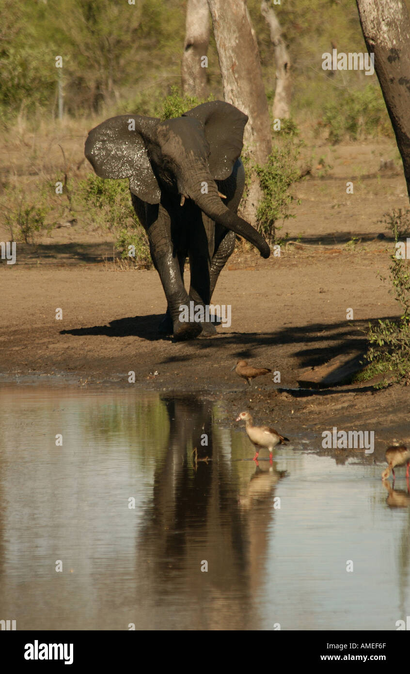 Elephant with mirror hi-res stock photography and images - Alamy
