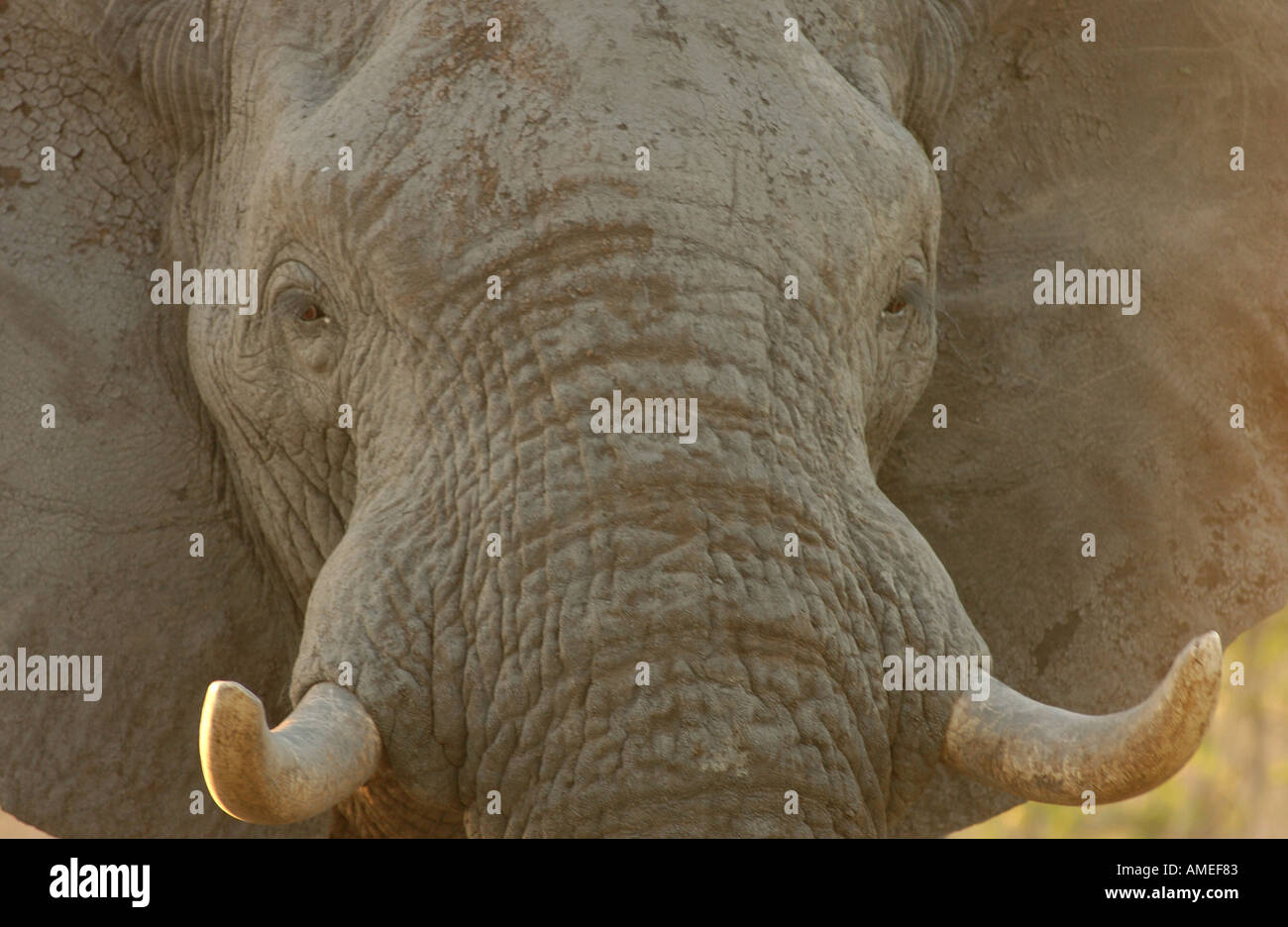 Loxodonto africana hi-res stock photography and images - Alamy