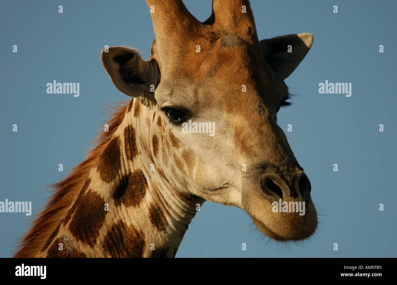 Giraffe Kruger National Park Stock Photo - Alamy