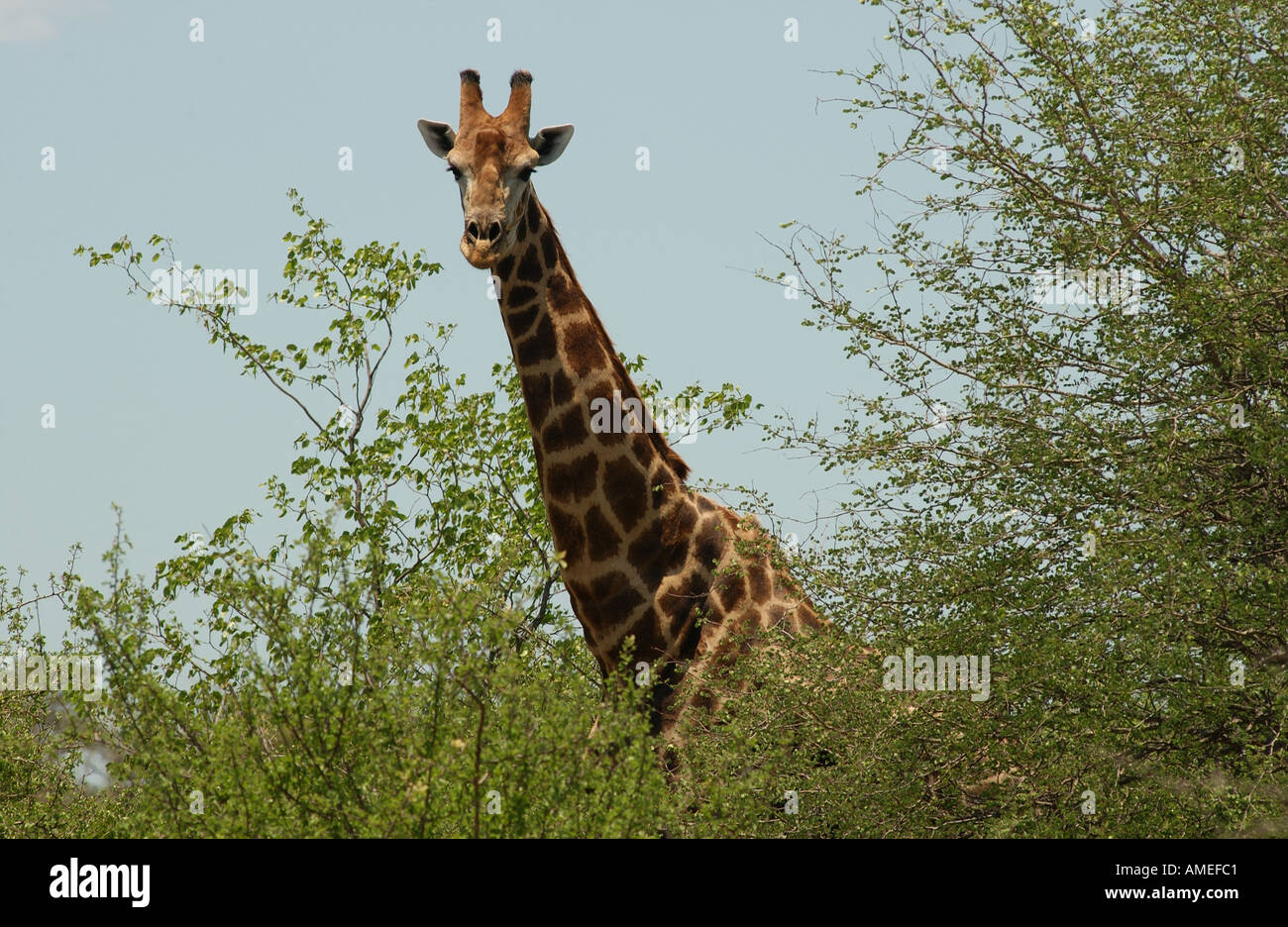 Giraffe Kruger National Park Stock Photo - Alamy
