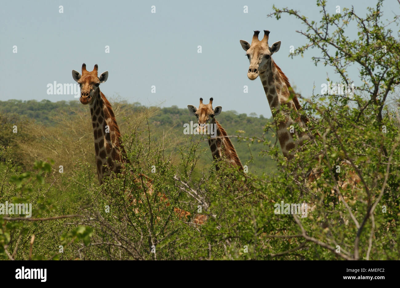 Kruger national park sightseeing hi-res stock photography and images ...