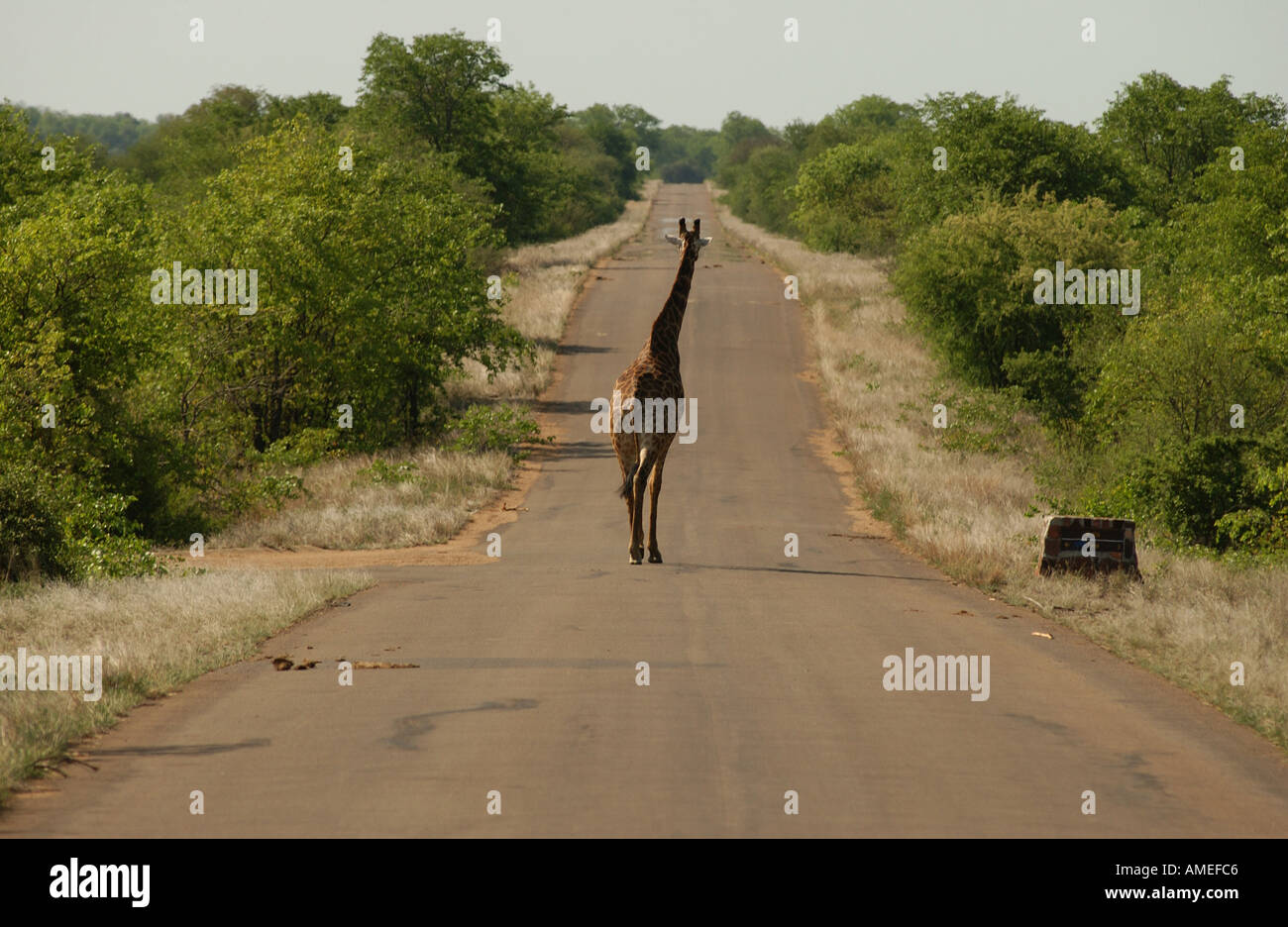 Giraffe Kruger National Park Stock Photo - Alamy