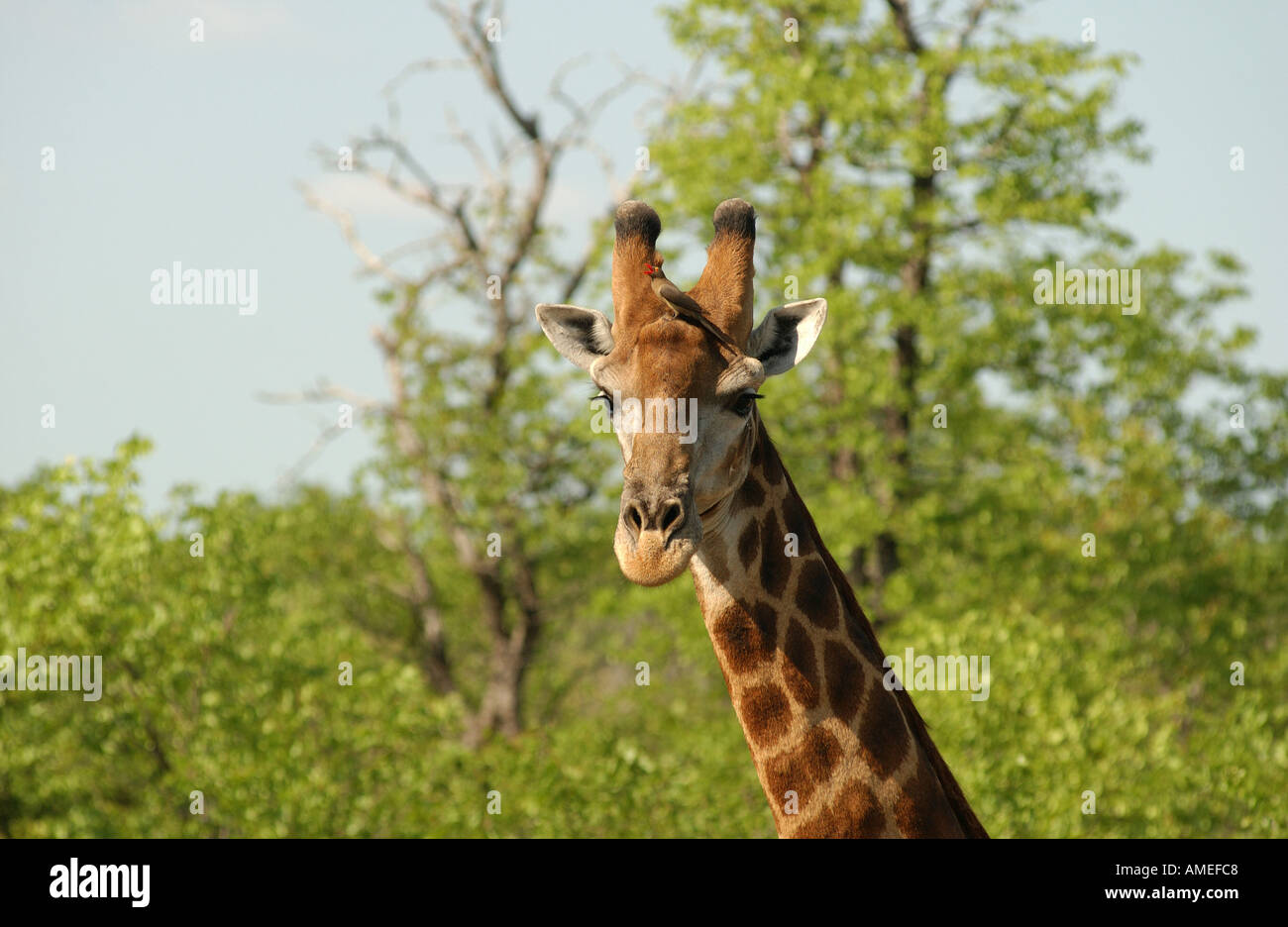 Kruger national park south africa african animal country hi-res stock ...