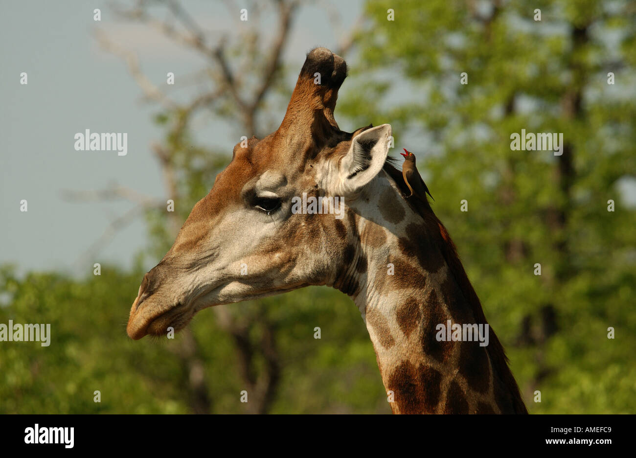 Giraffe Kruger National Park Stock Photo - Alamy