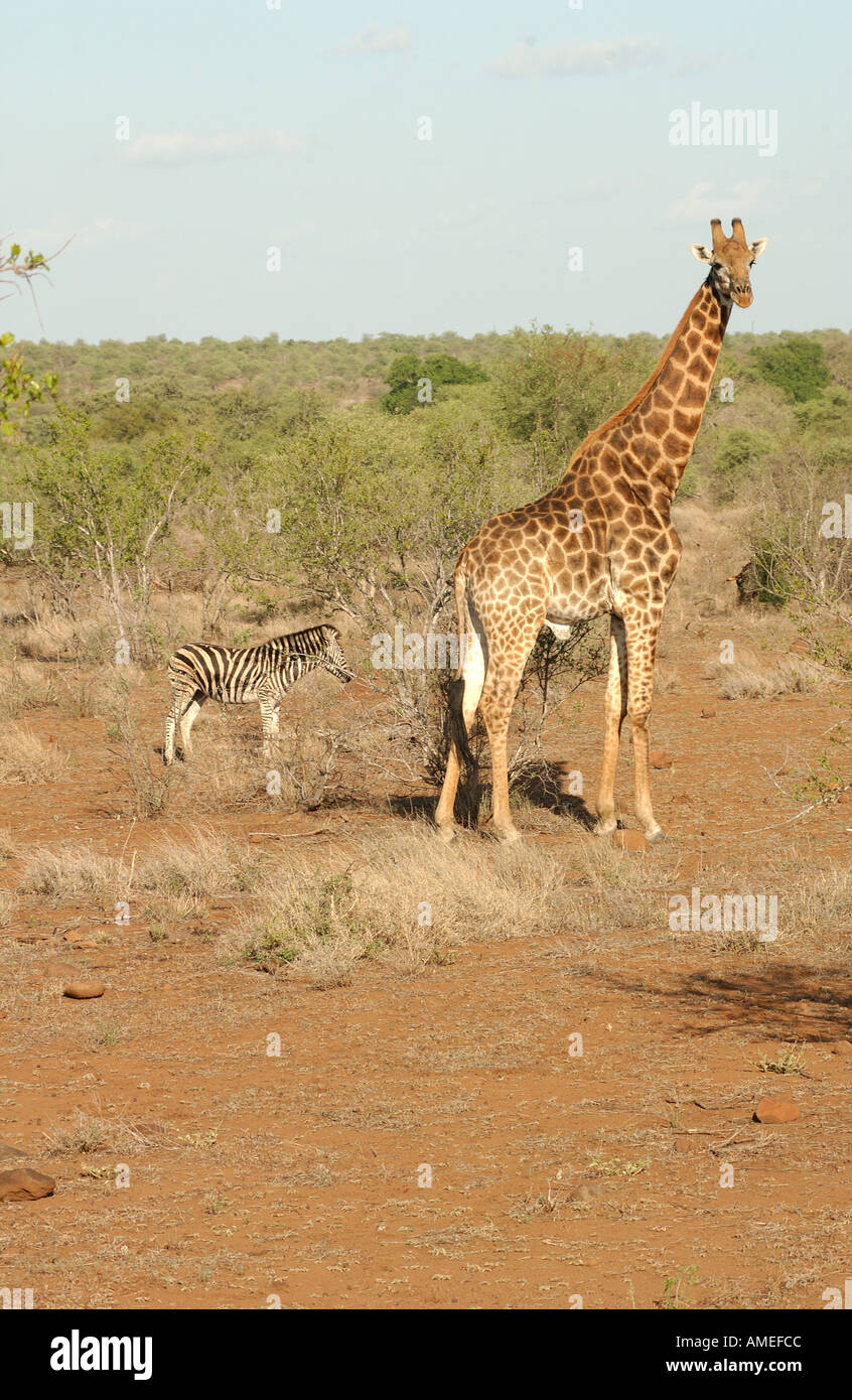 Giraffe Kruger National Park Stock Photo - Alamy