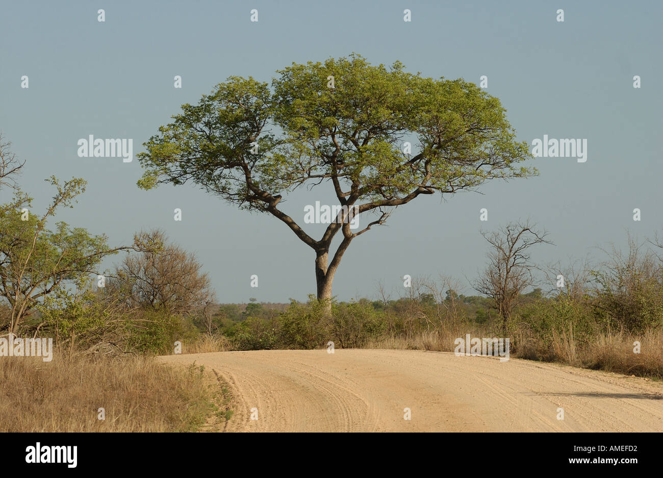 Lowveld landscapes hi-res stock photography and images - Alamy